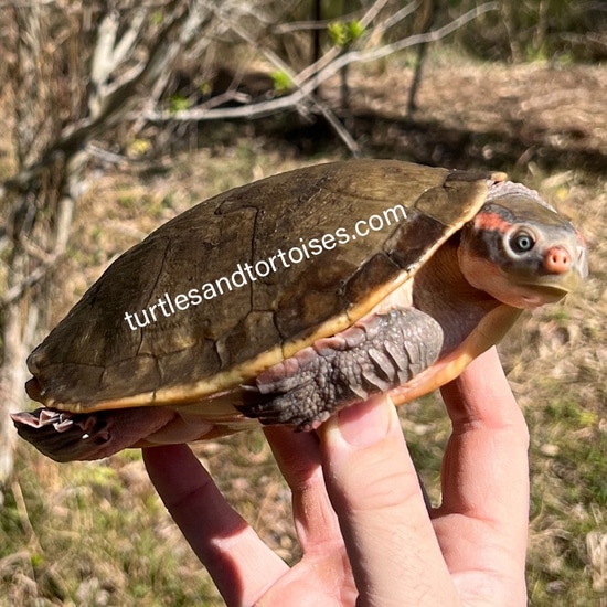 North Western Red-Faced Short Neck Turtle (Emydura Australis) CB 2013 ...