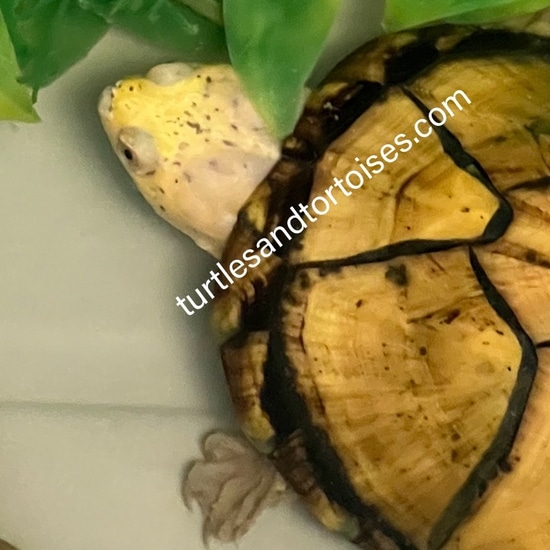 Mexican Mud Turtle (Kinosternon Integrum) CB 2016 Tiger Phase Male Mud ...