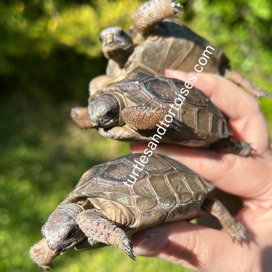 FALL SALE - Aldabra Tortoise (Aldabrachelys Gigantea) USA CB 2024 by ...