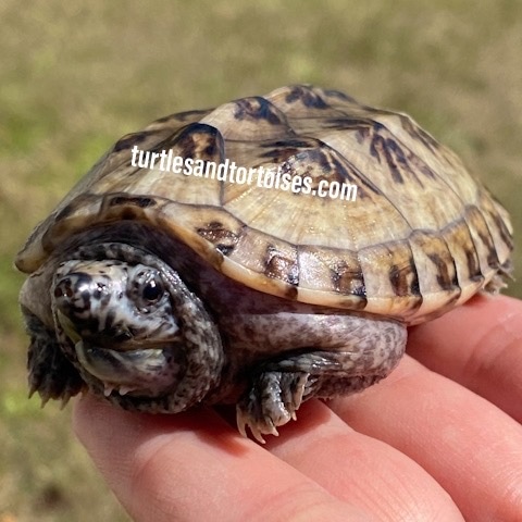 Mexican Giant Musk Turtles (Staurotypus Triporcatus) CB 2023 Mud & Musk ...