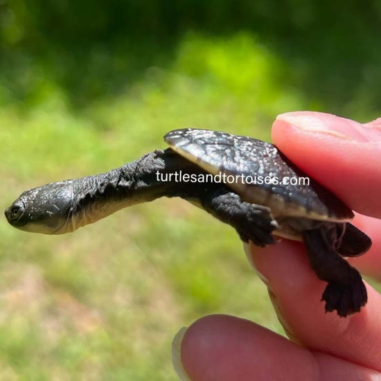 Northern Snake Neck Turtles (Macrochelodina Siebenrocki) CB 2024 Snake ...