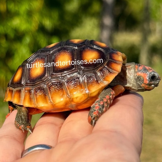 Het Hypo Northern Red Foot Tortoises (Chelonoidis Carbonarius) CB 2024 ...