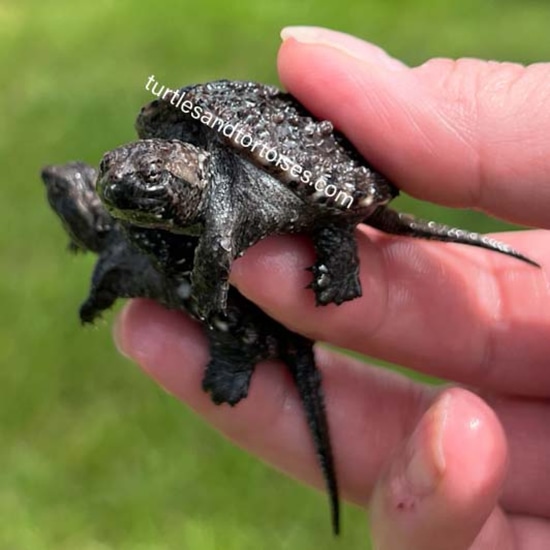Florida Snapping Turtles (Chelydra Serpentina Osceola) CB 2024 by ...