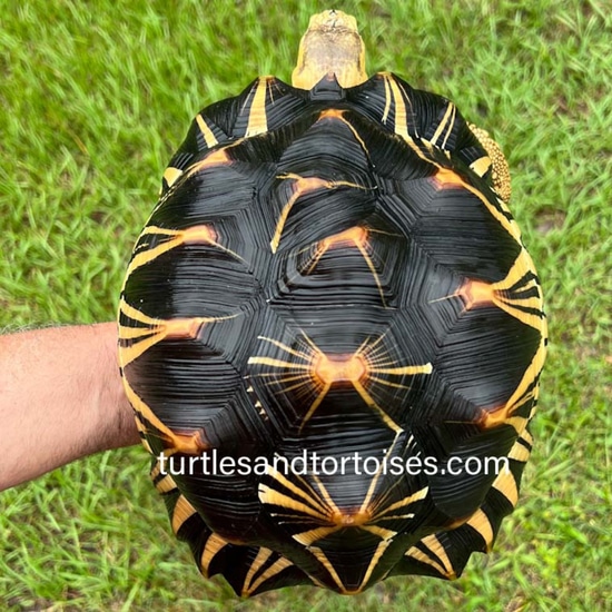 Radiated Tortoise (Astrochelys Radiata) CB 2017 Male by Turtles And ...