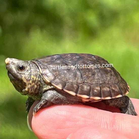 Pacific Coast Giant Musk Turtles (Staurotypus Salvinii) CB 2024 Mud ...