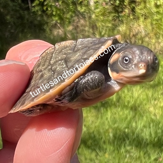 North Western Red-Faced Short Neck Turtle (Emydura Australis) CB 2024 ...