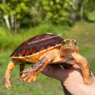 McCords Box Turtle (Cuora Mccordi) CB Male by Turtles And Tortoises Inc.