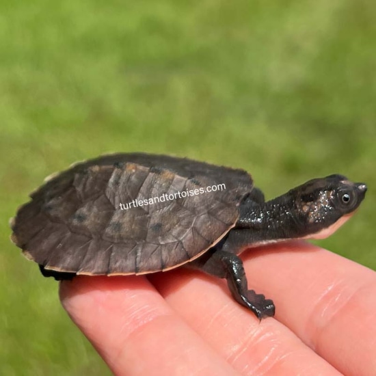 CHRISTMAS SALE - Misool Island Side Neck Turtle (Elseya Caelatus) CB ...