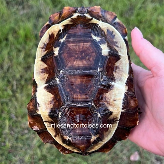 Home's Hingeback Tortoise (Kinixys Homeana) CB 2017 Female Home's Hinge ...