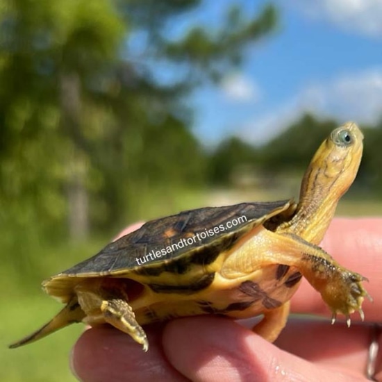 Yellow Headed Box Turtles (Cuora Aurocapitata) CB 2024 by Turtles And ...
