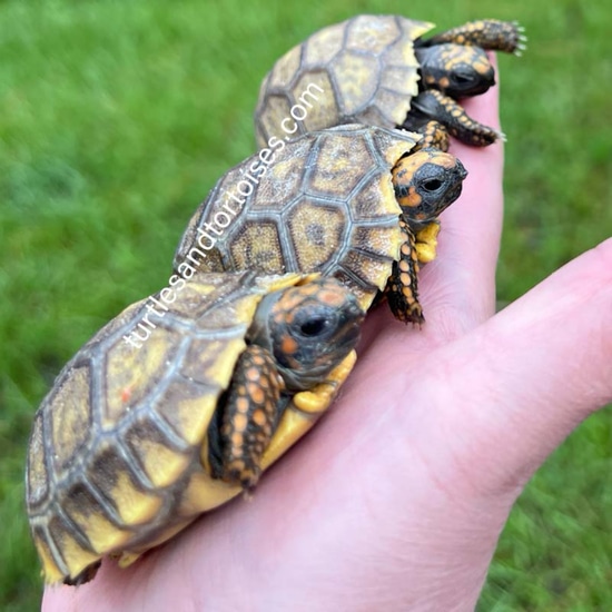 FALL SALE - Amazon Basin Yellow Foot Tortoises (Chelonoidis Denticulata ...
