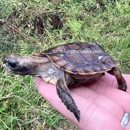 Home's Hingeback Tortoises (Kinixys Homeana) CB 2024 Home's Hinge-Back ...