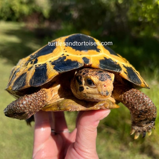 Forsten's Tortoises (Indotestudo Forstenii) CB 2017 Male by Turtles And ...