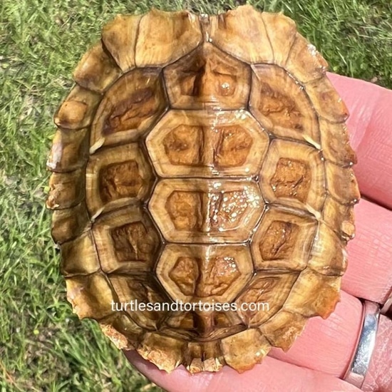 Home's Hingeback Tortoises (Kinixys Homeana) CB 2024 Home's Hinge-Back ...