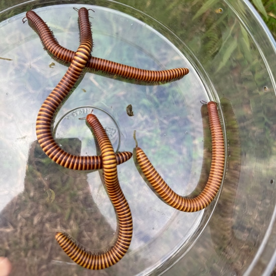 Texas Gold Desert Millipedes - Orthoporus Ornatus by Turtles And ...