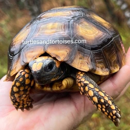 Amazon Basin Yellow Foot Tortoises (Chelonoidis Denticulata) CB 2021 ...