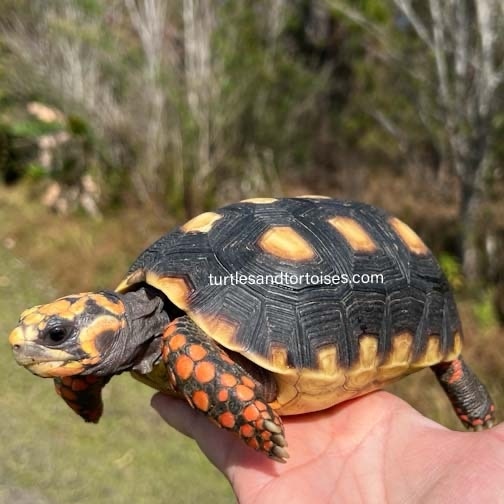 Venezuelan Red Foot Tortoises (Chelonoidis Carbonarius) CB 2021 Red ...