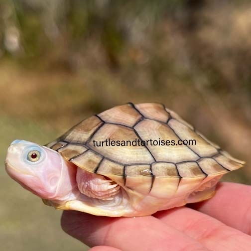 Caramel Pink Albino Red Ear Sliders (Trachemys Scripta Elegans) CB 2024 ...