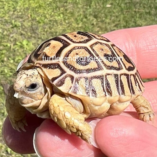 SPRING SALE - East African Leopard Tortoises (Stigmochelys Pardalis ...