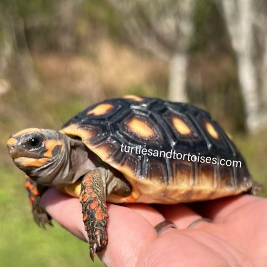 Northern Red Foot Tortoises (Chelonoidis Carbonarius) CB 2024 Red ...