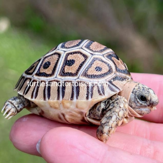 SPRING SALE - East African Leopard Tortoises (Stigmochelys Pardalis Babcocki) CB 2025 by Turtles ...
