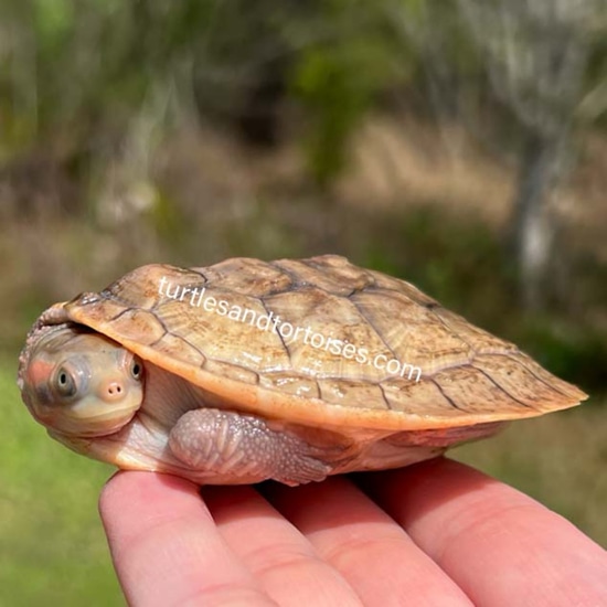 Victoria River Short Neck Turtles (Emydura Victoriae) CB 2023 Side ...