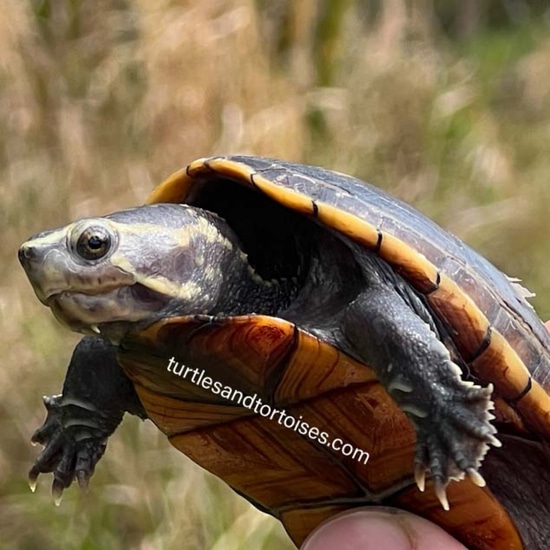 Three Striped Mud Turtles (Kinosternon Baurii) CB 2021 Females Mud ...