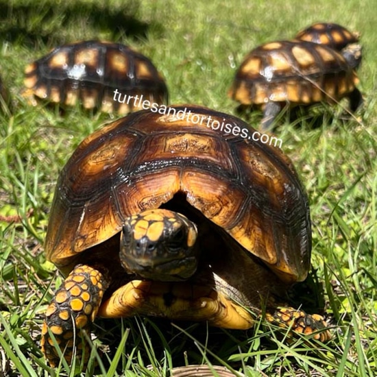 Amazon Basin Yellow Foot Tortoises (Chelonoidis Denticulata) CB 2020 ...