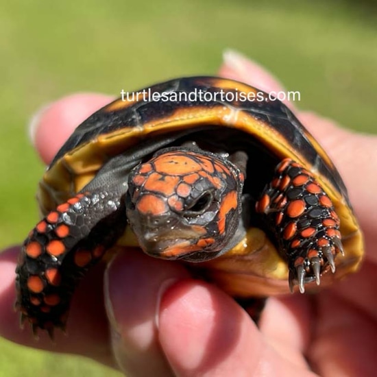 Northern Red Foot Tortoises (Chelonoidis Carbonarius) CB 2025 Red ...