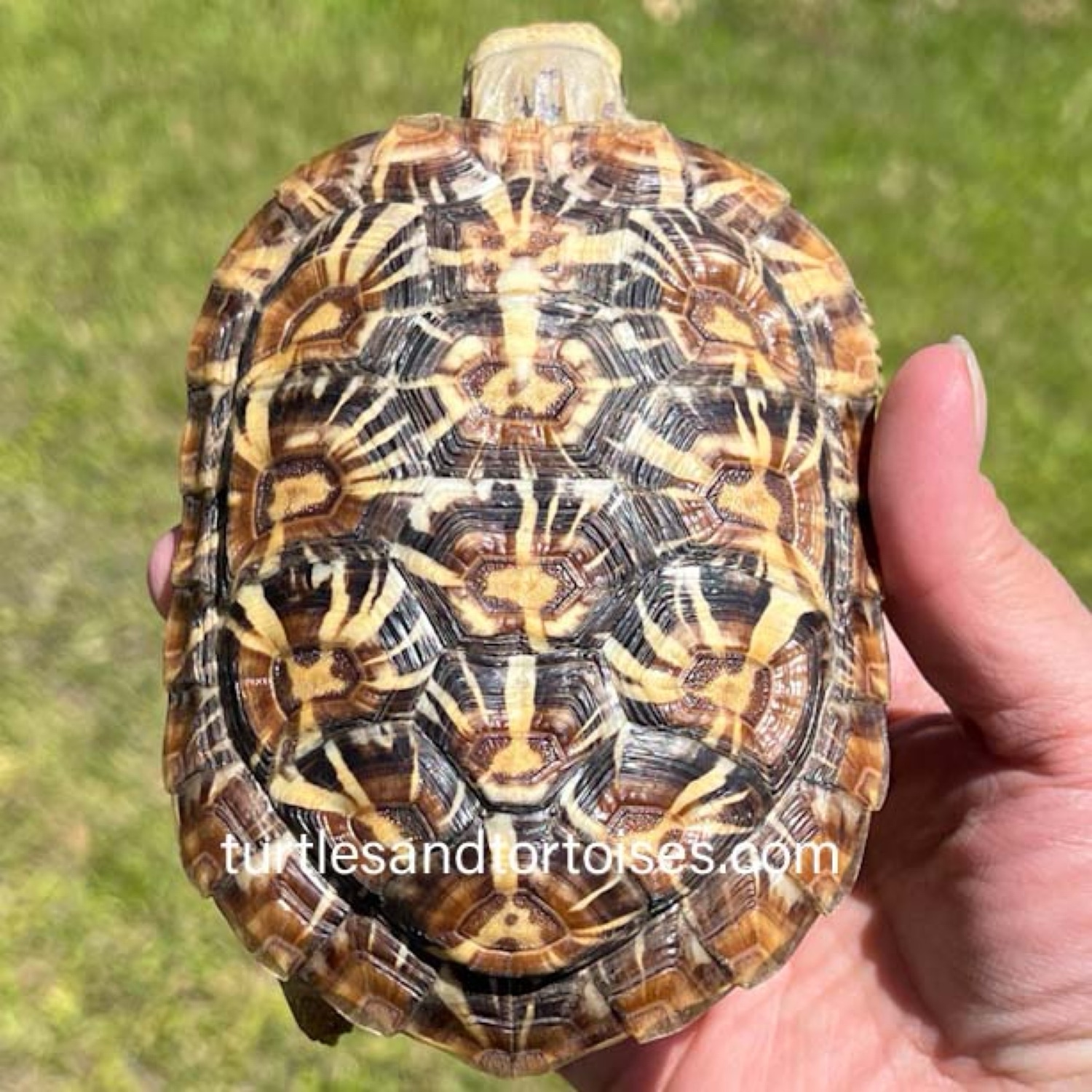 Pancake Tortoises (Malacochersus tornieri) CB 2021 Males