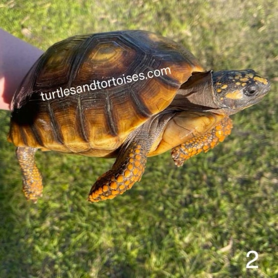 Amazon Basin Yellow Foot Tortoises (Chelonoidis Denticulata) CB 2019 ...