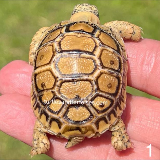 East African Leopard Tortoises (Stigmochelys Pardalis Babcocki) CB 2025 by Turtles And Tortoises ...