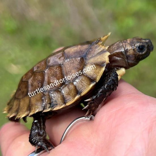 SUMMER SALE - Home's Hingeback Tortoises (Kinixys Homeana) CB 2024 Home ...