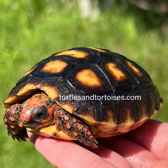 Brazilian Cherry Head X Northern Red Foot Tortoise (Chelonoidis ...
