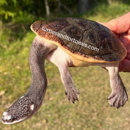 Parker's Snake Neck Turtles (Chelodina Parkeri) CB 2019 Snake-Necked ...