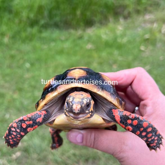 Northern Red Foot Tortoises (Chelonoidis Carbonarius) CB 2023 Red ...