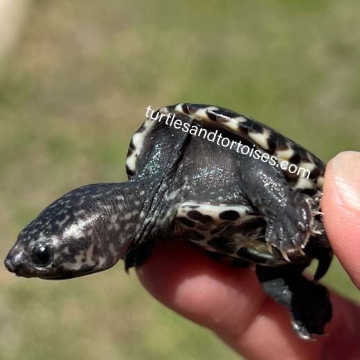 SUMMER SALE - Mexican Giant Musk Turtles (Staurotypus triporcatus) CB 2025