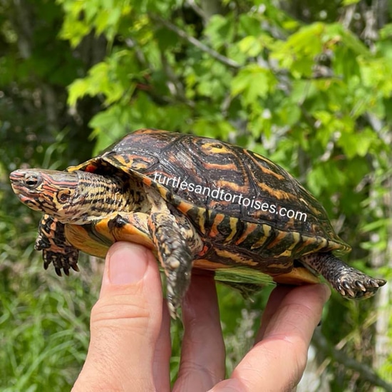 SUMMER SALE - Central American Ornate Wood Turtles (Rhinoclemmys P ...