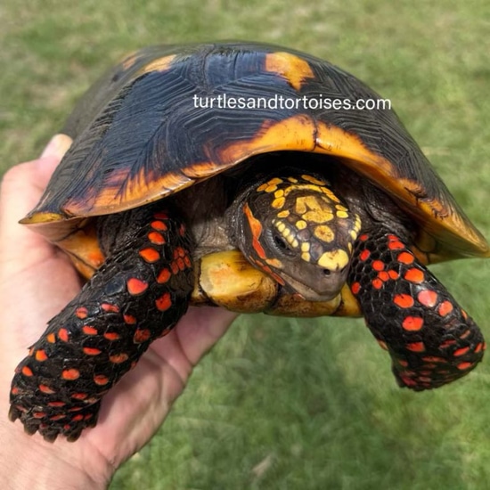 Northern Red Foot Tortoises (Chelonoidis Carbonarius) LTC JUMBO Adult ...