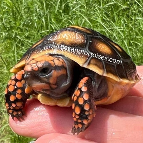 SUMMER SALE - Northern Red Foot Tortoises (Chelonoidis Carbonarius) CB ...