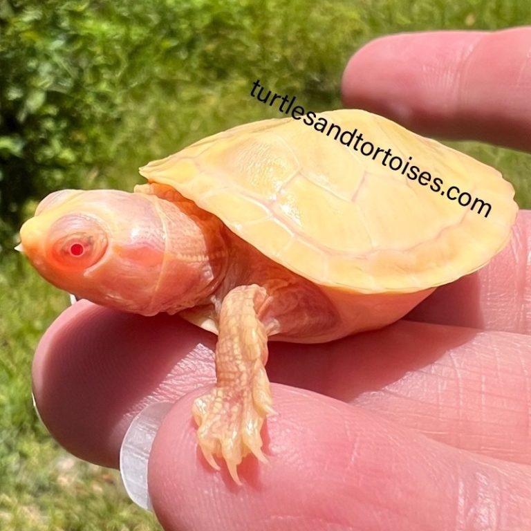 Albino Red Ear Sliders (Trachemys scripta elegans) CB 2025