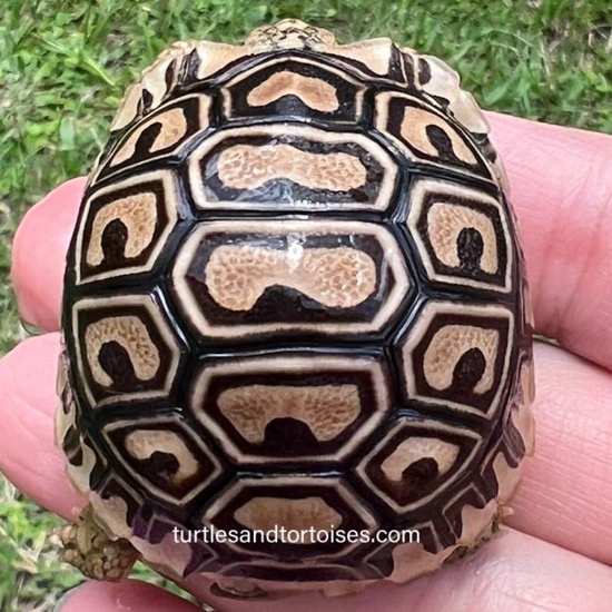 East African Leopard Tortoises (Stigmochelys Pardalis Babcocki) CB 2025 by Turtles And Tortoises ...