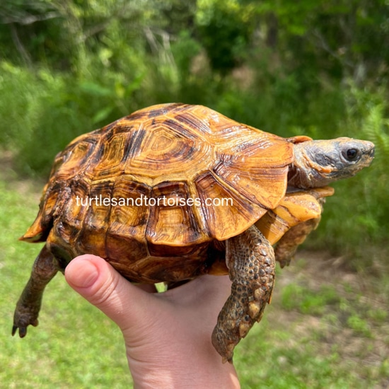 Home's Hingeback Tortoise (Kinixys Homeana) LTC Females Home's Hinge ...
