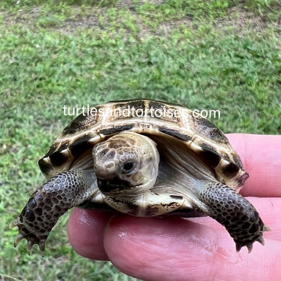 SUMMER SALE - Russian Tortoises (Agrionemys Horsfieldii) CB 2025 by Turtles And Tortoises Inc.