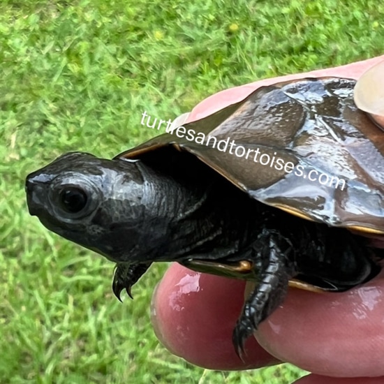 Bangladesh Black Turtle (Melanochelys Trijuga Indopeninsularis) CB 2025 ...
