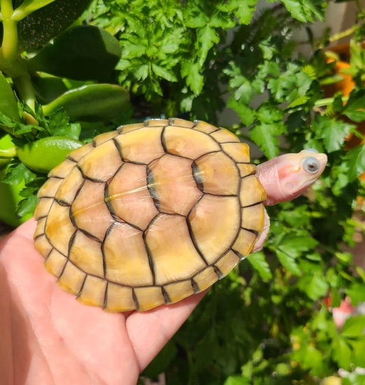 Hybino Red Ear Slider Slider Turtle by Donnie's Turtles