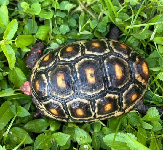 Cherryhead Redfoot#4 Red-Footed Tortoise by Steve’s Turtles