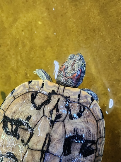 Breeder Female Clown Trio Slider Turtle by Turtle Tim's Morphs