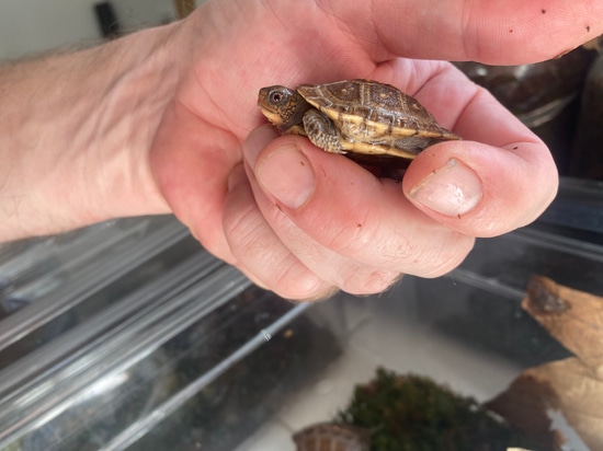 Eastern Box Turtle by Turt McGee’s reptile jamboree