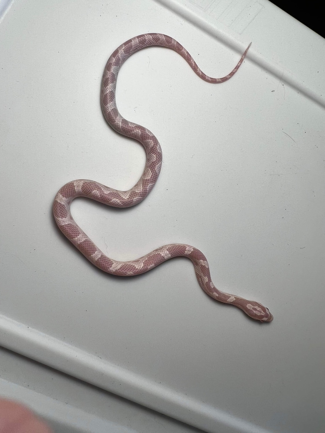 Snow Okeetee Corn Snake by Gorgon Exotics - MorphMarket